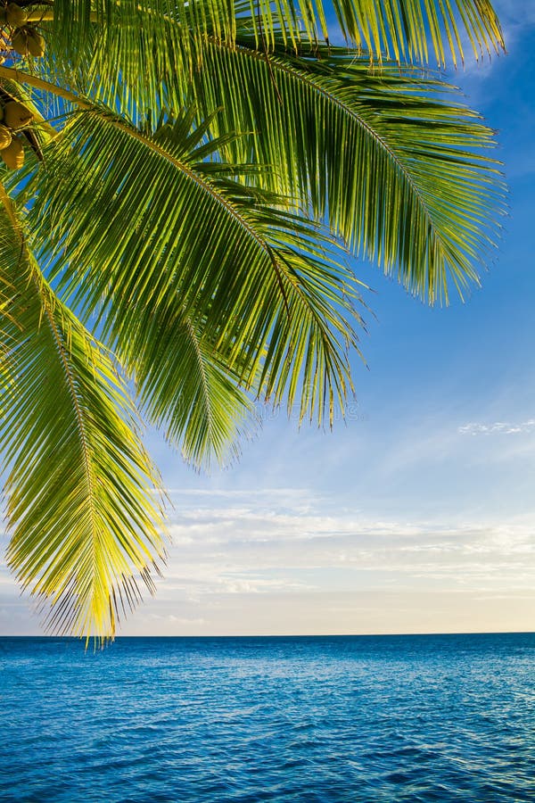 Coconut Palm Tree Leaves Over Ocean with Bungalows Stock Photo - Image ...