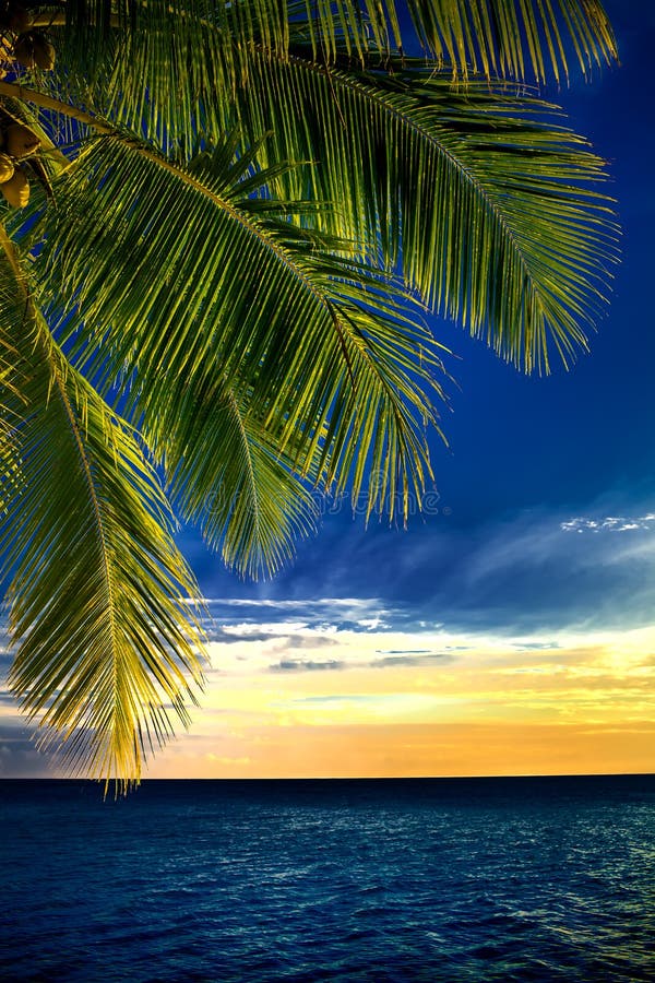 Coconut Palm Tree Leaves Over Ocean with Bungalows Stock Photo - Image ...