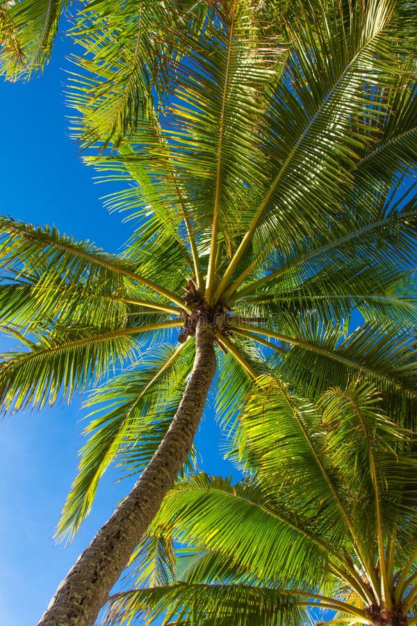 Coconut palm tree stock image. Image of coconut, paradise - 42910409 Coconut palm tree stock image. Image of coconut, paradise - 42910409