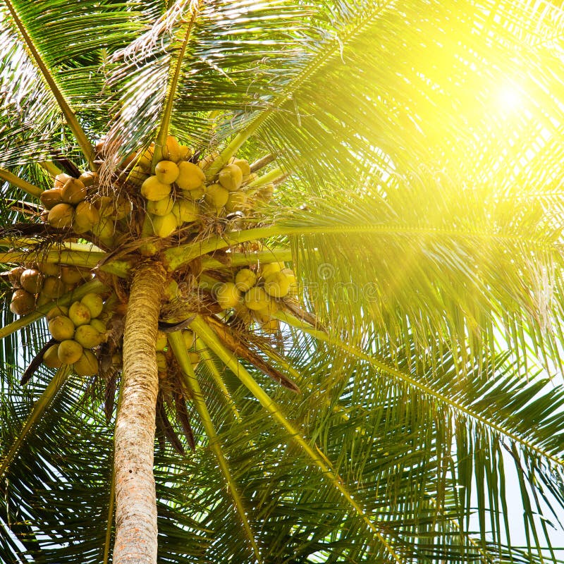 Coconut Palm Tree with Lush Leaves and Coconuts Against the Background ...