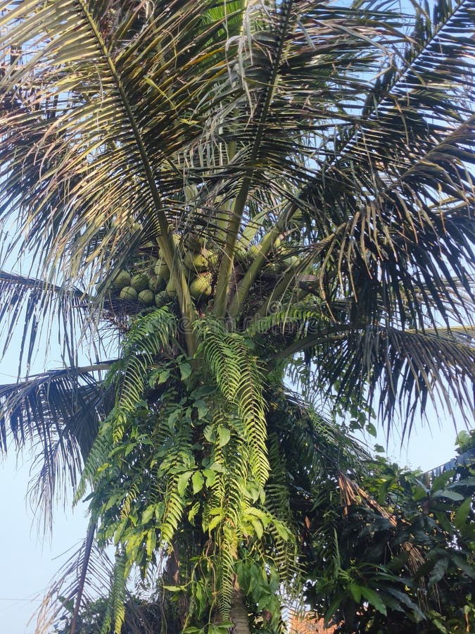 A Coconut Palm Tree with Many Coconuts. Stock Photo - Image of coconuts ...