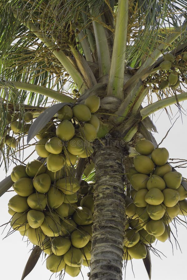 Coconut Palm Trees - Sunset on the Beach, RN, Brazil Stock Image ...