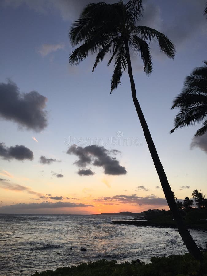 Coconut Palm Tree Near Ocean During Sunrise Picture. Image: 82987785