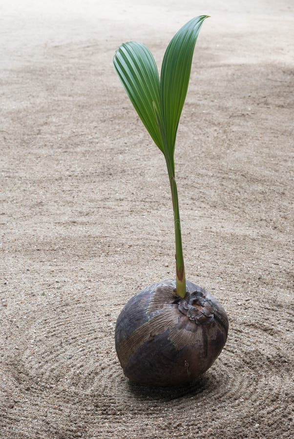 426 Coconut Germination Images Stock Photos - Free & Royalty-Free Stock ...