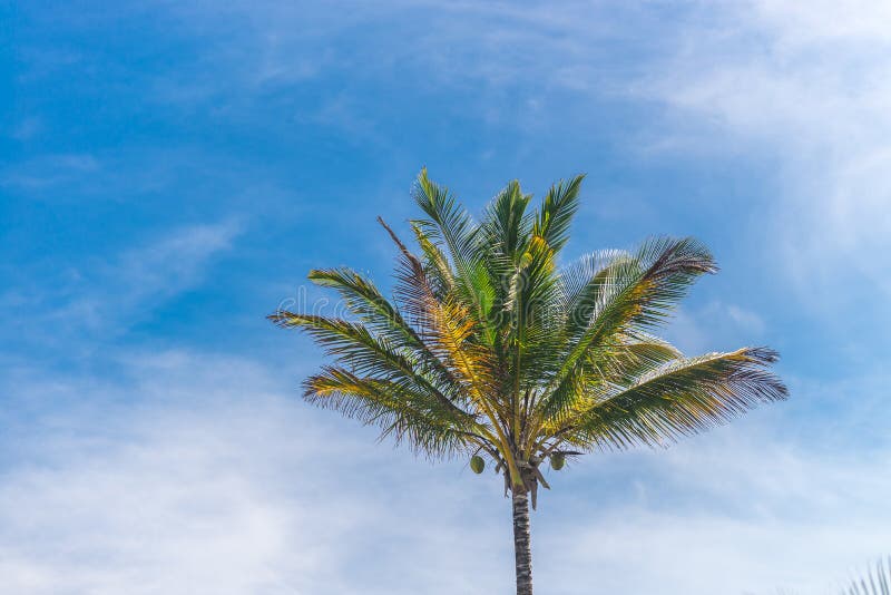 Coconut Palm Tree Perspective View from Bottom Floor Stock Photo ...