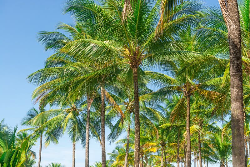 Coconut Palm Tree Perspective View from Bottom Floor Stock Image ...
