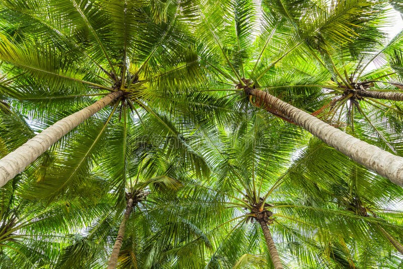 Coconut palm tree stock photo. Image of outdoor, summer - 43937748