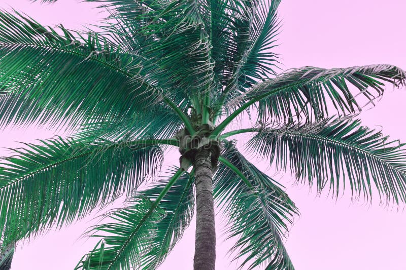 Coconut Palm Tree on Pink Background. Close-up Stock Photo - Image of ...