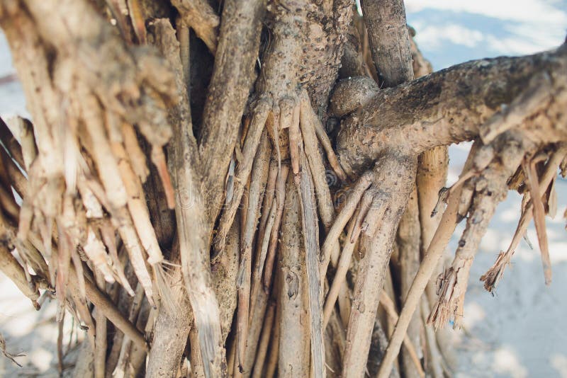 Coconut Or Palm Tree Root At Beautiful Beach. Stock Image - Image of ...