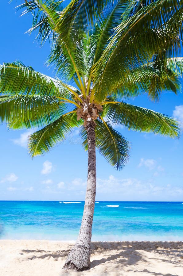 Coconut Palm Tree on the Sandy Beach in Hawaii, Kauai Stock Image ...
