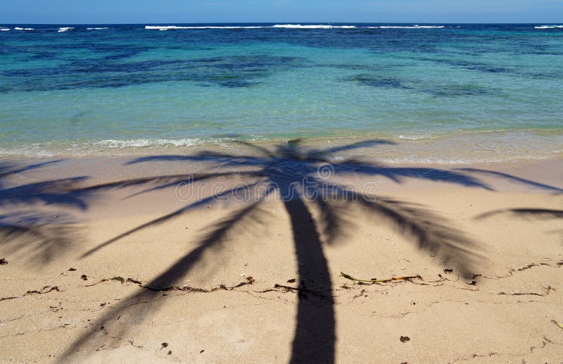 Coconut Palm Tree Shade on Tropical Beach Stock Image - Image of ...