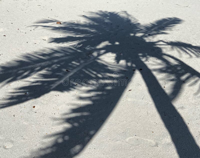 Coconut Palm Tree Shadow on the Sand Stock Image - Image of white, sand ...
