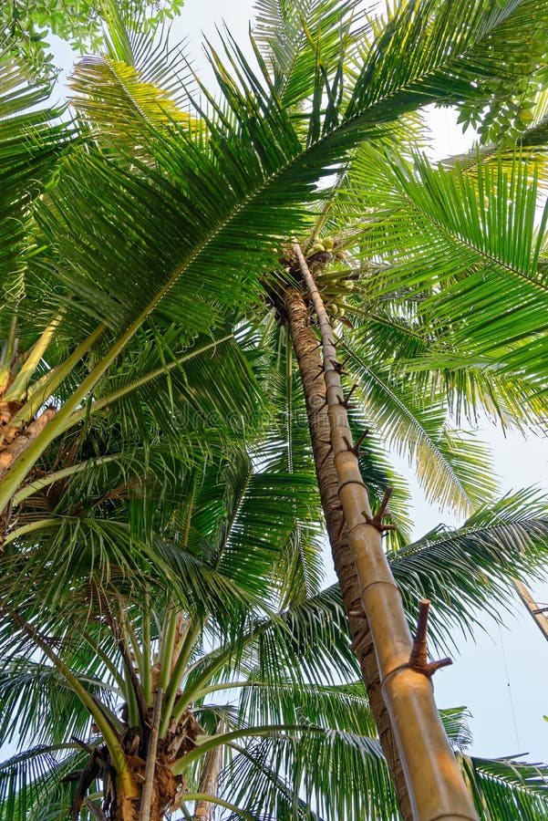 Coconut Palm Tree stock photo. Image of color, holiday - 176372248