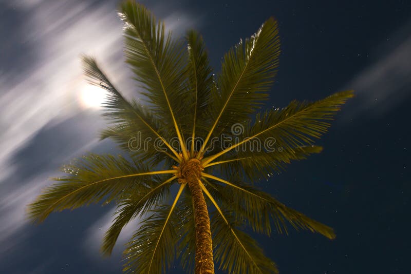 Coconut Palm Tree Top at Night View from Bottom Stock Photo - Image of ...