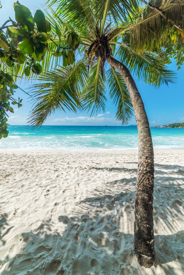 Coconut Palm Tree in a Tropical Beach Stock Photo - Image of color ...