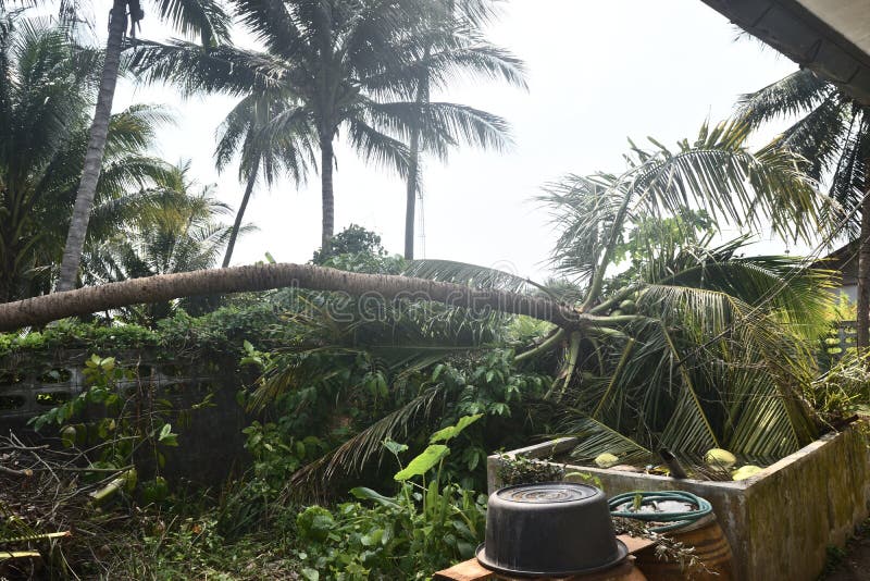 Coconut Palm Tree Were Toppled by the Storm and Crushed Wall and Power ...