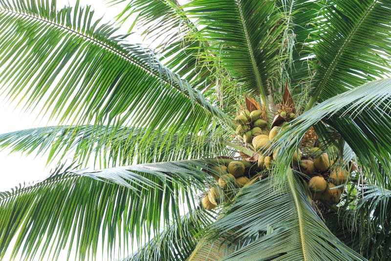 310 Coconut Tree Crops Stock Photos - Free & Royalty-Free Stock Photos ...