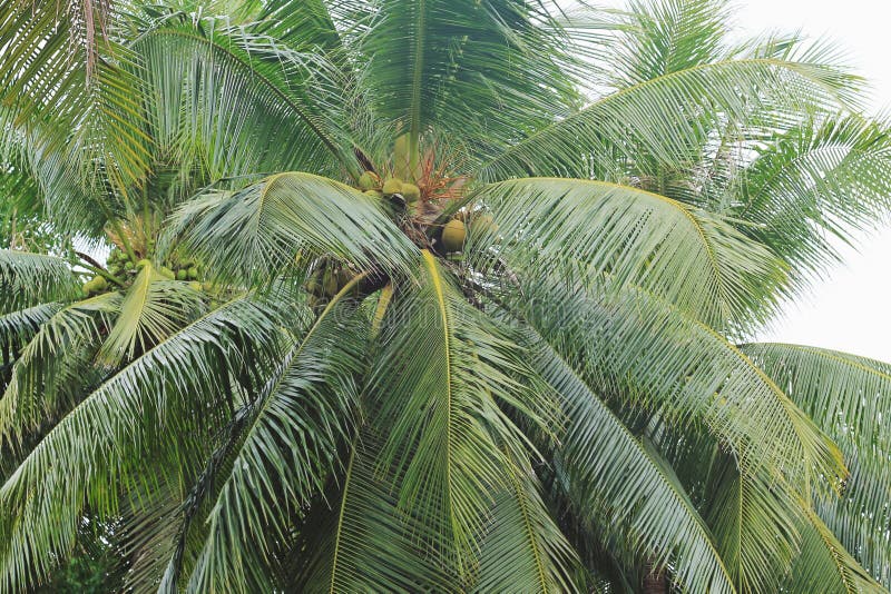 310 Coconut Tree Crops Stock Photos - Free & Royalty-Free Stock Photos ...