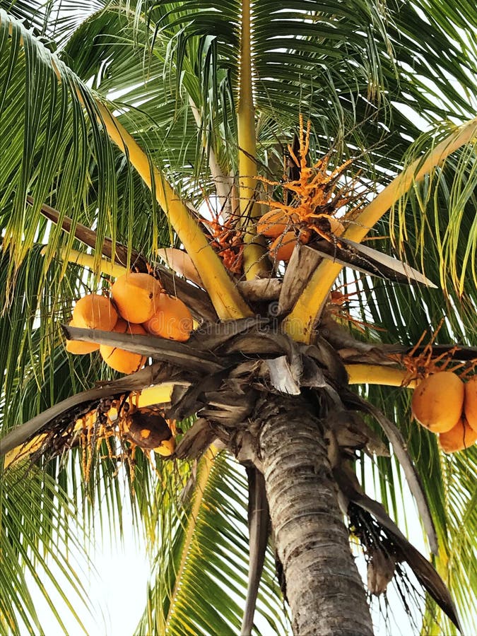 Coconut Palm Tree with Young Fruits Stock Photo - Image of treetop ...