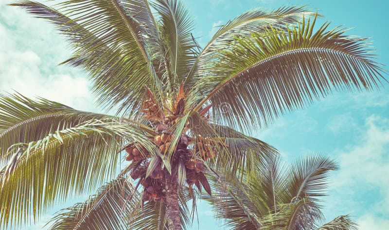 Coconut Palm Trees Against the Sky, Retro Color Toning Applied Stock ...