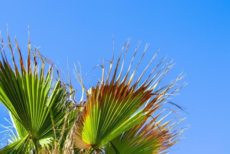 Coconut Palm Trees Against Sun. Palm Trees and Sun Blue Background ...