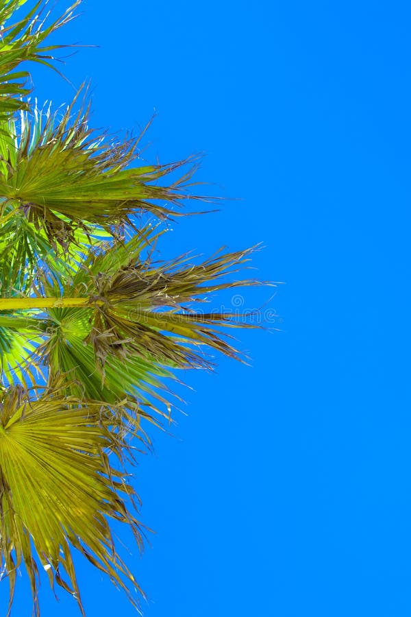 Coconut Palm Trees Against Sun. Palm Trees and Sun Blue Background ...