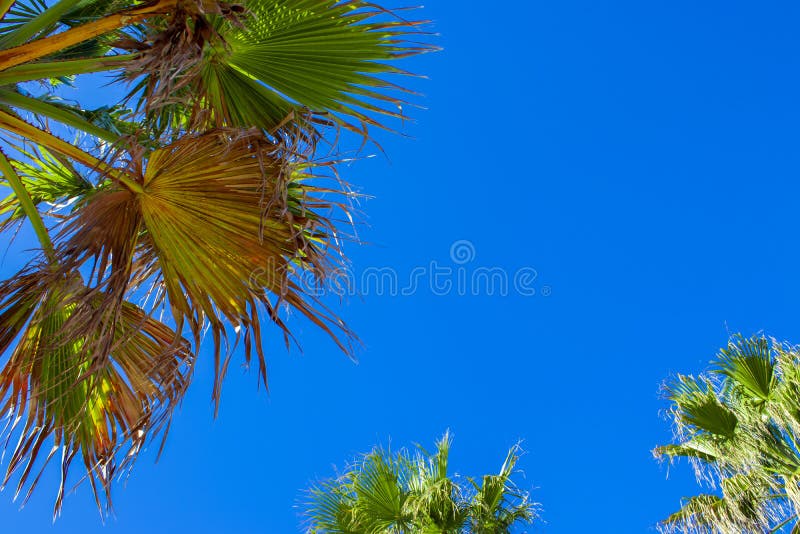 Coconut Palm Trees Against Sun. Palm Trees and Sun Blue Background ...