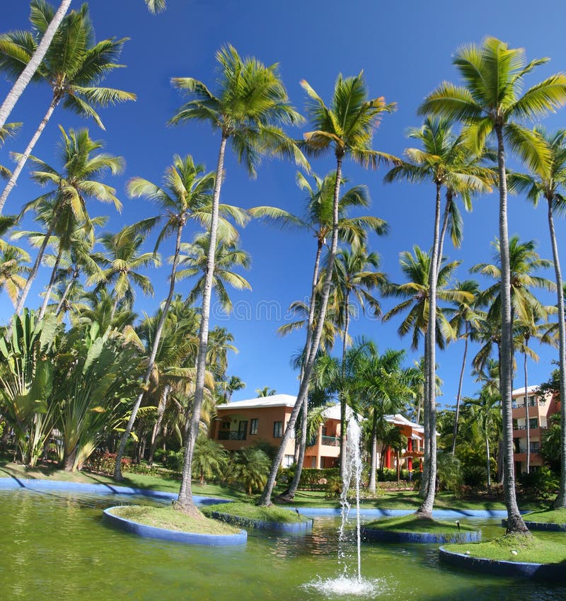 Coconut Palm Trees at a Beautiful Tropical Resort Stock Image - Image ...