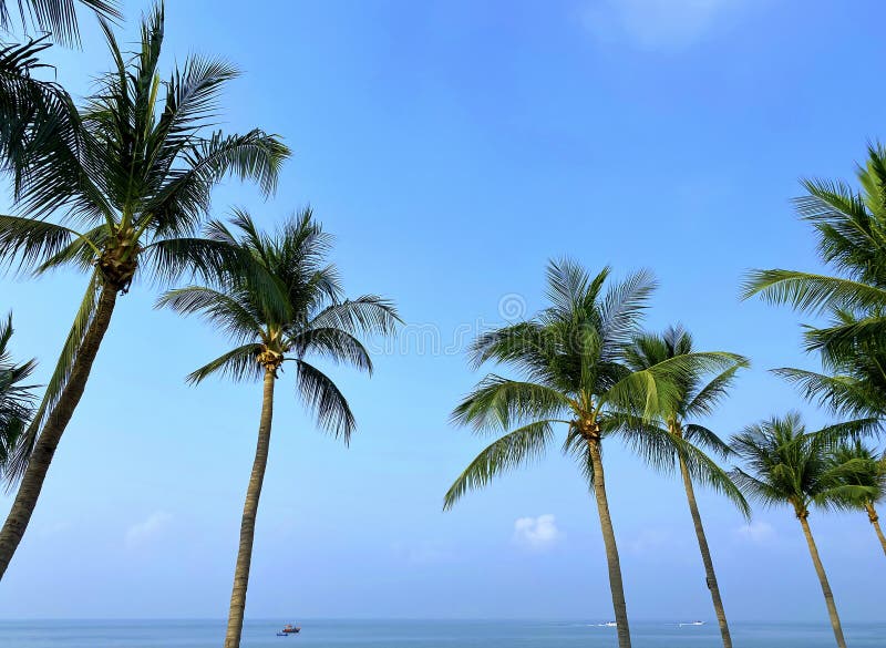 Coconut Palm Trees on Blue Sky Background Stock Photo - Image of ocean ...