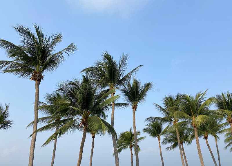 Coconut Palm Trees on Blue Sky Background Stock Image - Image of palm ...