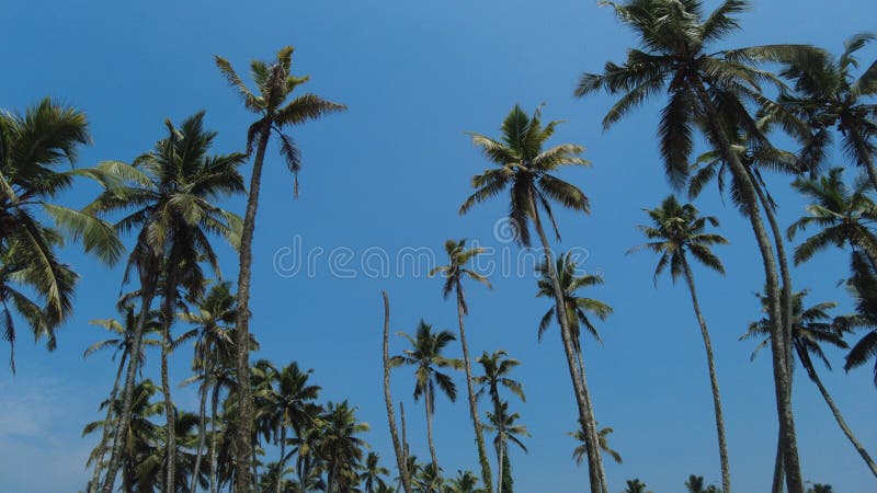 Coconut Palm Trees, Blue Sky Background, Kerala Stock Image - Image of ...