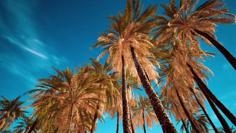 Coconut Palm Trees on Blue Sky 4 Stock Video - Video of island, summer ...