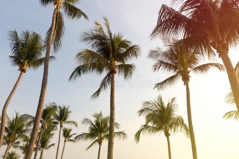Coconut Palm Trees Bottom Up View in Backlit Stock Image - Image of ...