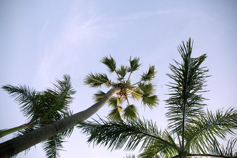 Coconut Palm Trees Bottom Up View in Backlit Stock Image - Image of ...