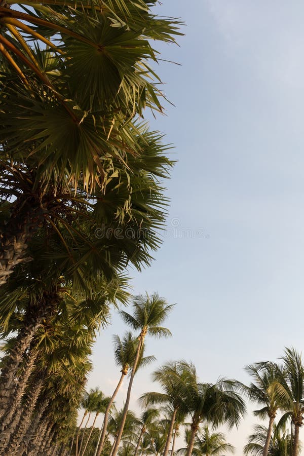 Coconut Palm Trees Bottom Up View in Backlit Stock Image - Image of ...
