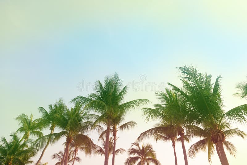 Coconut Palm Trees Bottom Up View in Backlit Stock Image - Image of ...