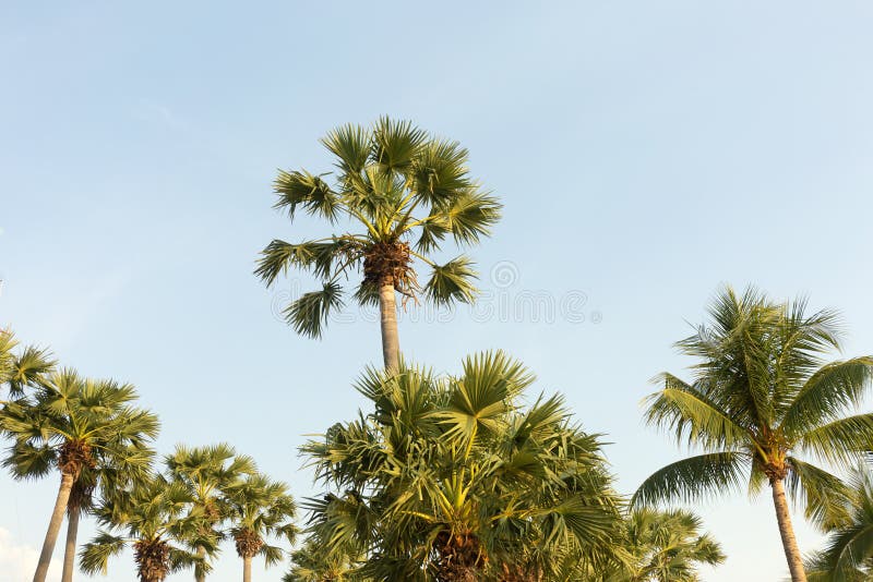 Coconut Palm Trees Bottom Up View in Backlit Stock Photo - Image of ...