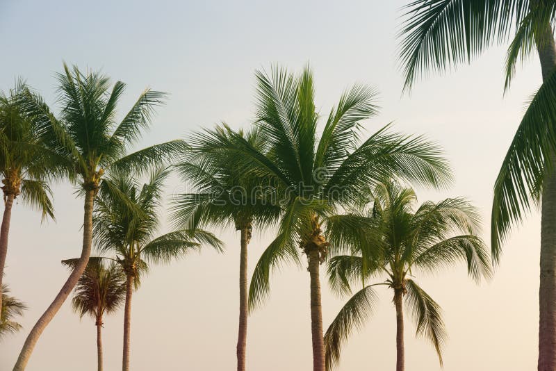 Coconut Palm Trees Bottom Up View in Backlit Stock Image - Image of ...