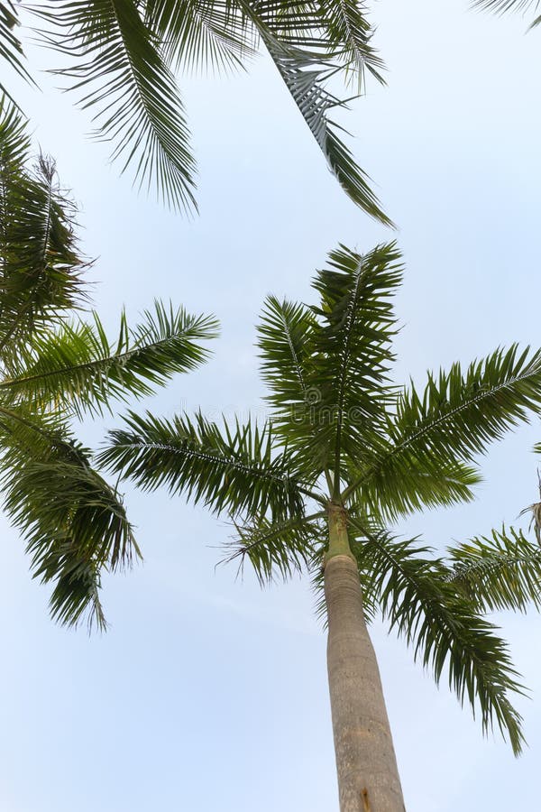 Coconut Palm Trees Bottom Up View in Backlit Stock Image - Image of ...