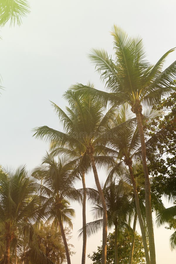 Coconut Palm Trees Bottom Up View in Backlit Stock Photo - Image of ...