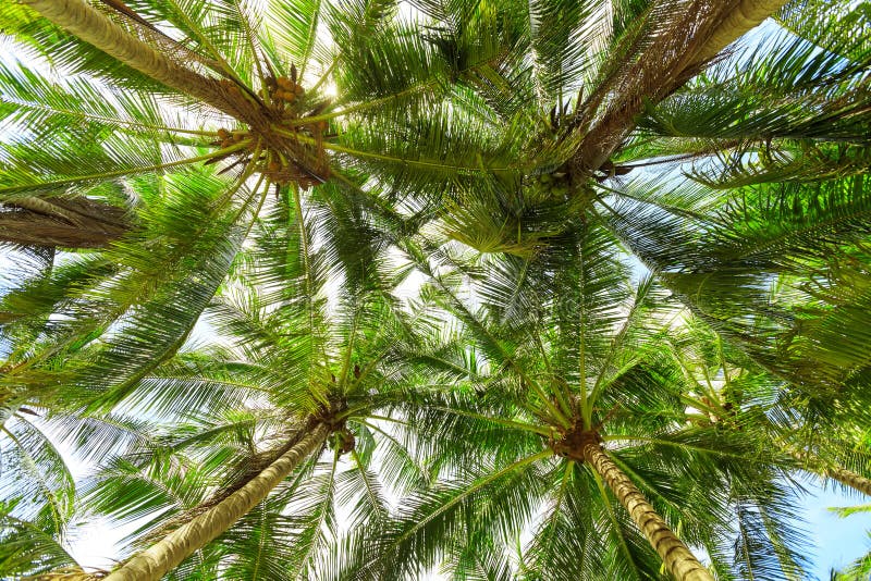 Coconut palm trees stock image. Image of fresh, plant - 51928013