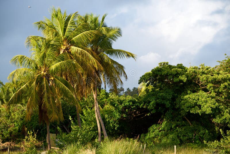 Coconut Palm Trees (Cocos Nucifera) in Dense Green Forest Stock Photo ...