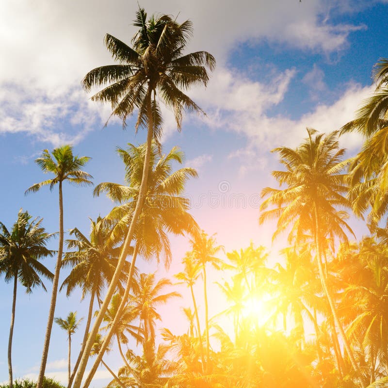 Coconut Palm Trees on Colorful Sun Stock Image - Image of green ...