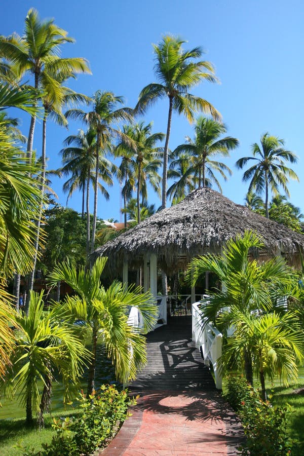 Coconut Palm Trees at a Beautiful Tropical Resort Stock Image - Image ...