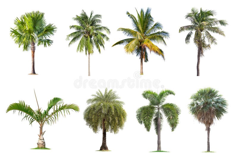 668 Coconut Palm Trees Isolated Tree White Background Collection Trees ... 668 Coconut Palm Trees Isolated Tree White Background Collection Trees ...