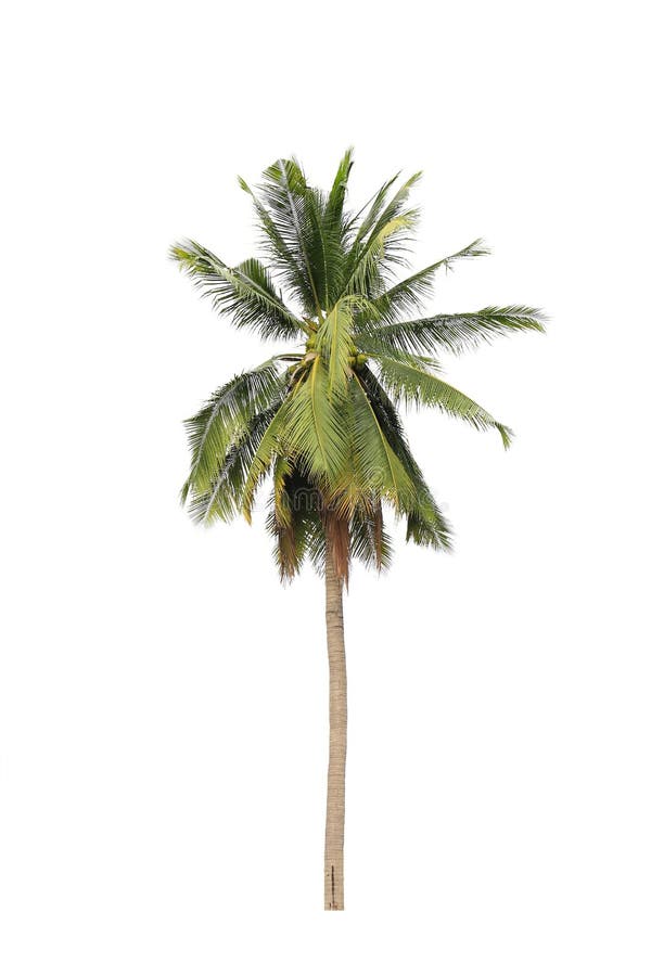 Coconut Palm Trees Isolated on White Background Stock Image - Image of ... Coconut Palm Trees Isolated on White Background Stock Image - Image of ...