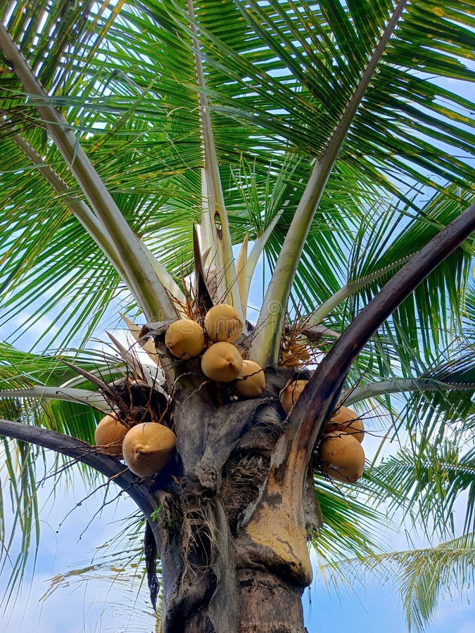 Coconut or Palm Trees; Multi-benefit Plant Stock Image - Image of ...