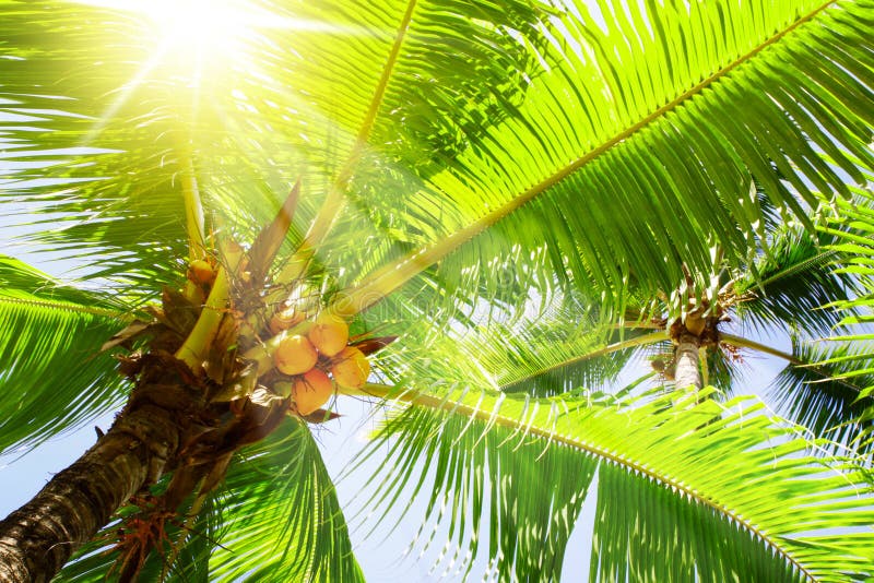 Coconut palm trees. stock photo. Image of grass, coconut - 45200840