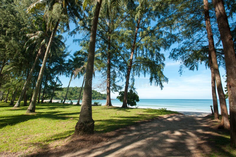 Amazon Rainforest Coco Trees Stock Photos - Free & Royalty-Free Stock ...