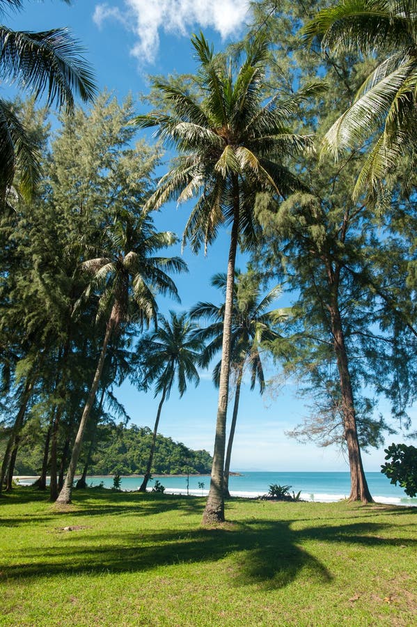 Amazon Rainforest Coco Trees Stock Photos - Free & Royalty-Free Stock ...